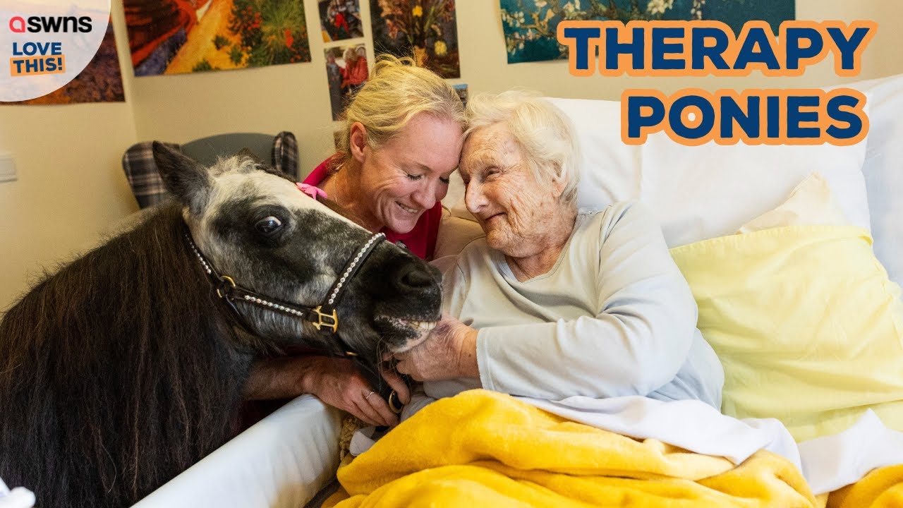Therapy ponies bring joy and cuddles to hospitals and care homes 🐴♥ ...