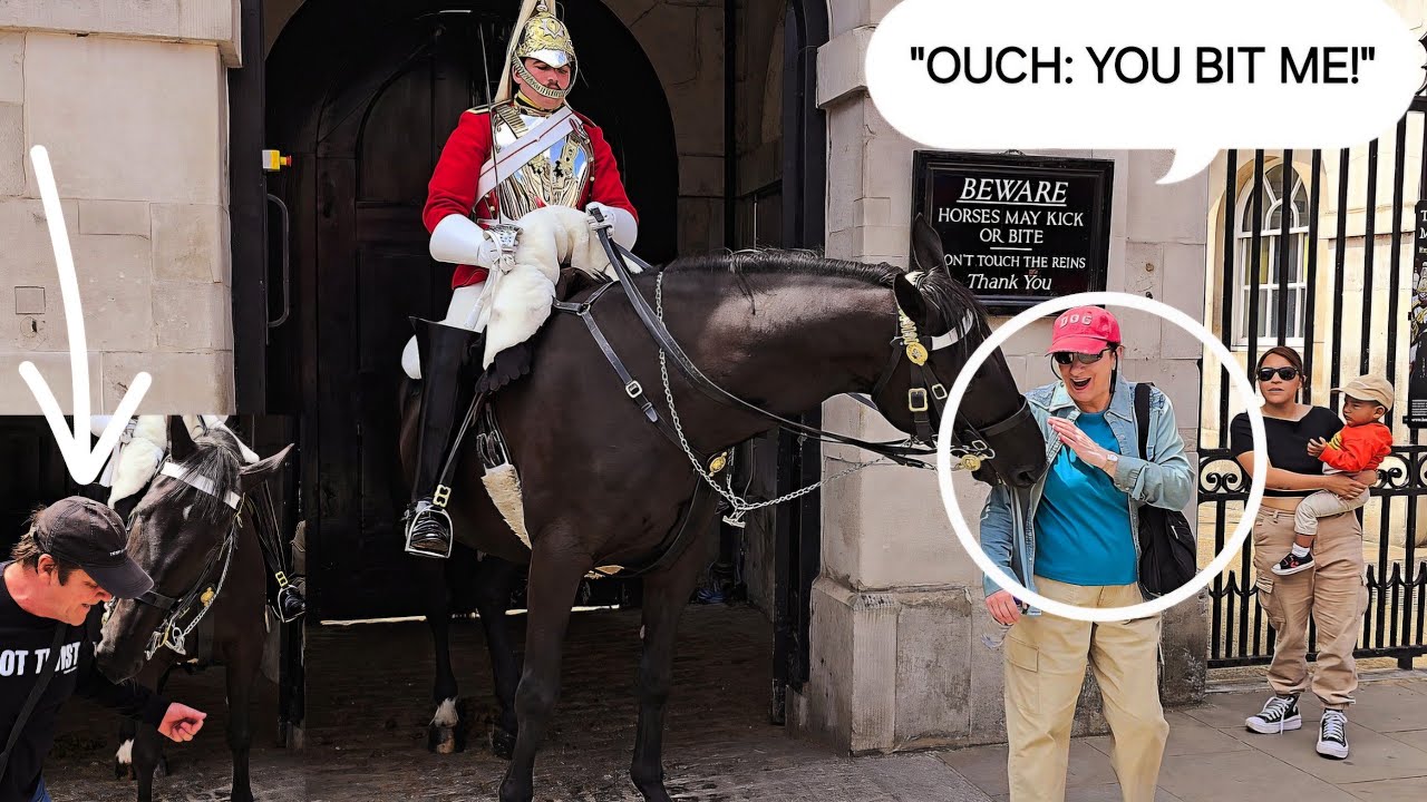 3 Slaps "OUCH! You BIT ME!" It's the tourist's fault, not the King's ...