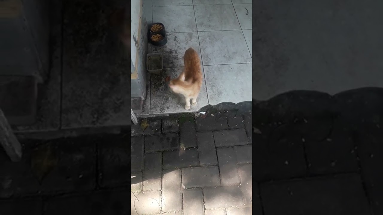 @Kucing buta kedua mata nya. Di pasar. - YouTube