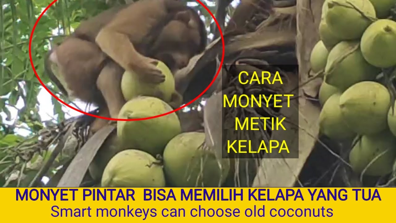 Monyet Pintar, Cara Monyet Metik Kelapa - YouTube