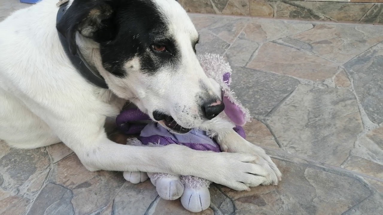 Perro enamorado (Doky) - YouTube