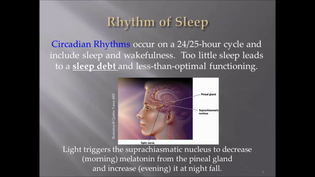 Unit 6, Section 1 Consciousness and Sleep - YouTube