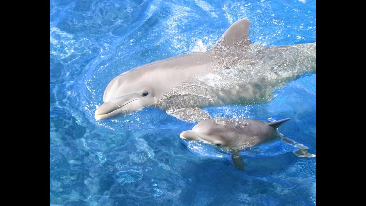 Flashback: India Recognizes Dolphins as Non-Human Persons - YouTube