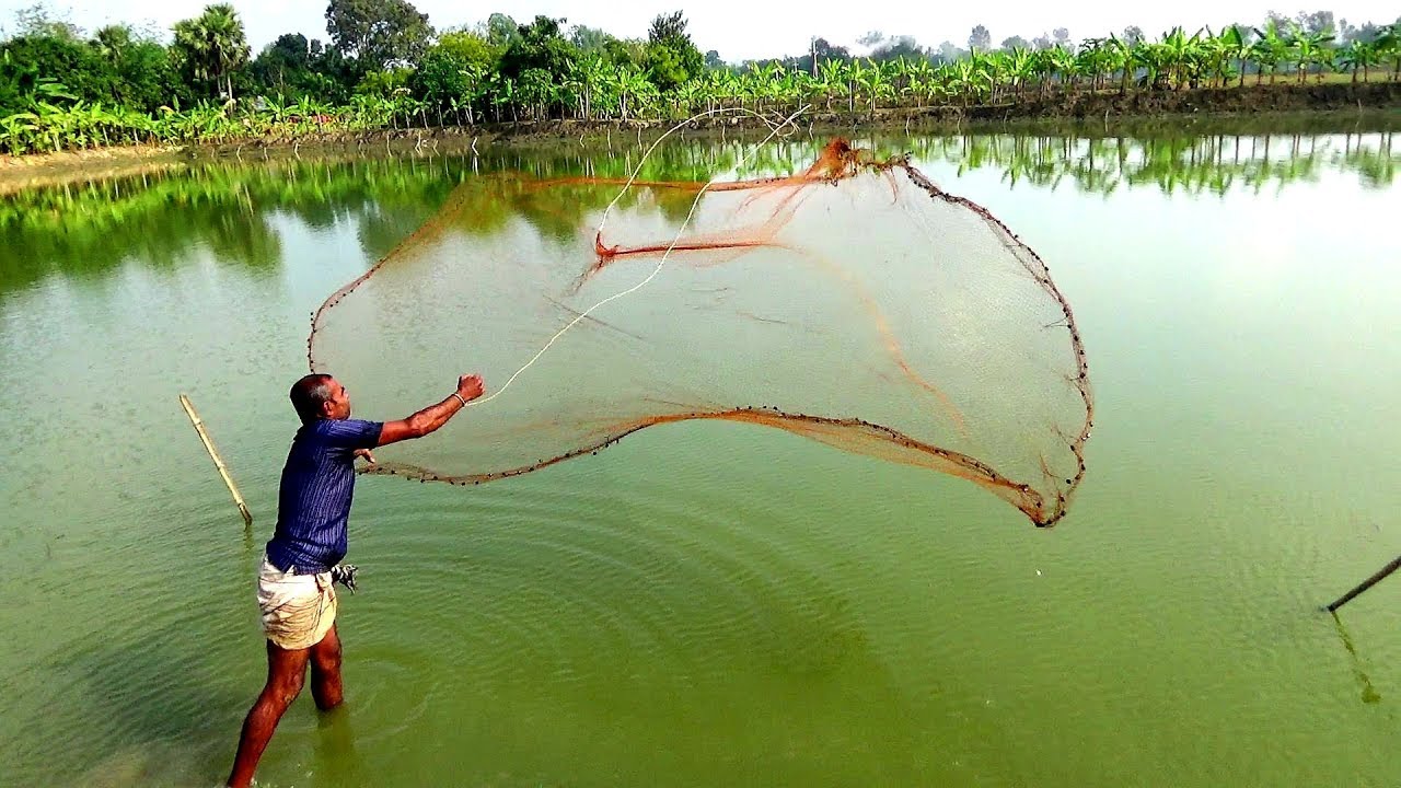 Best Net Fishing। Big fish hunting by cast net। Net fishing in the ...