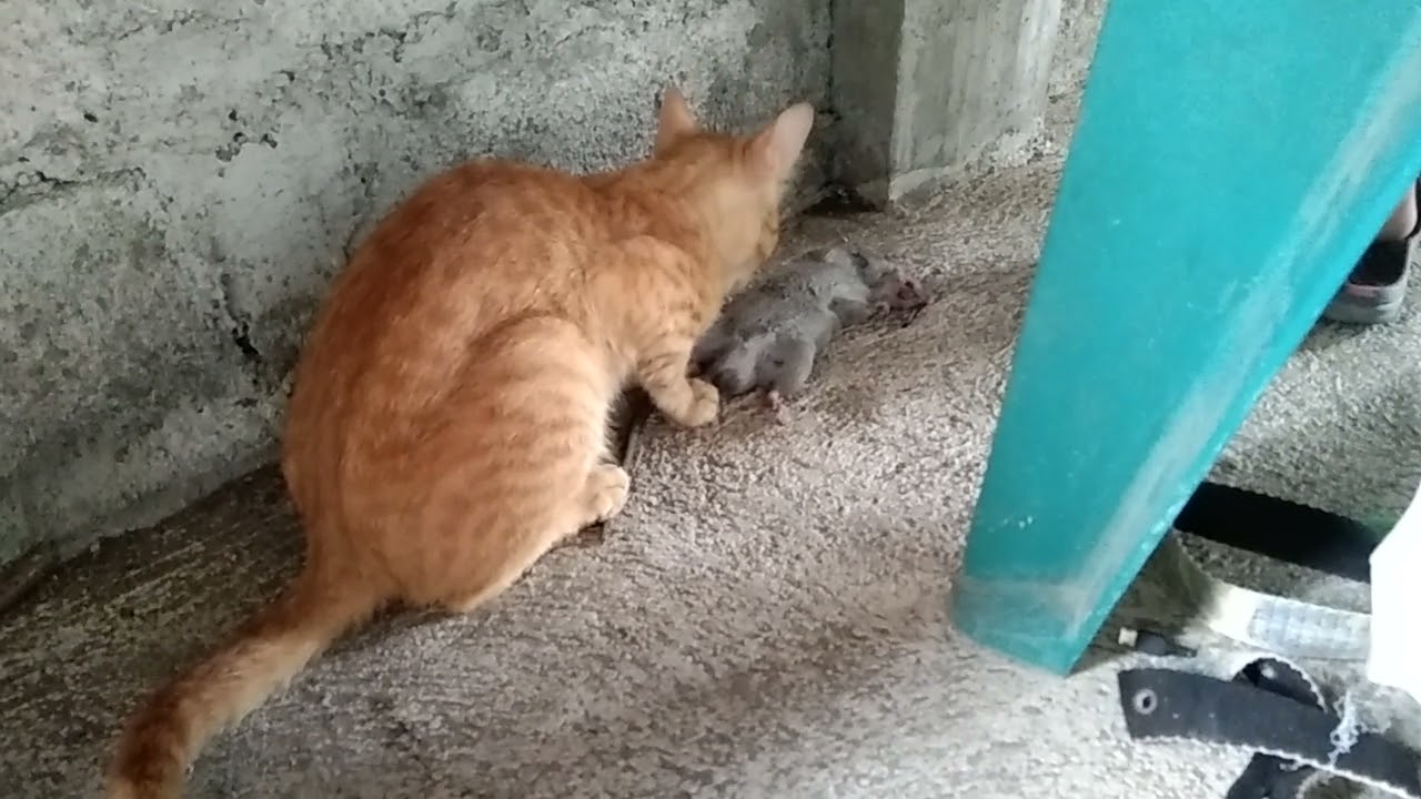 Si muning at Ang daga😅 - YouTube