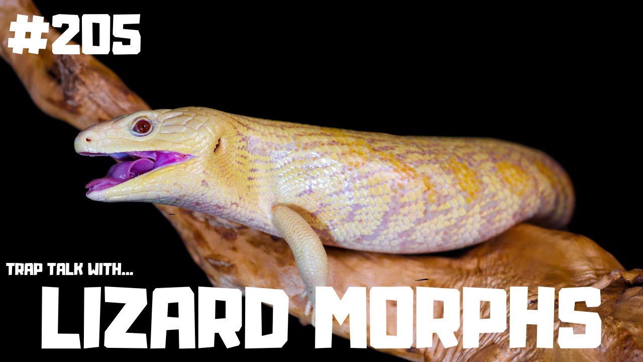#205 LUKE & EMMA OF LIZARD MORPHS | AUSSIE LIZARD BREEDERS | ALBINO ...