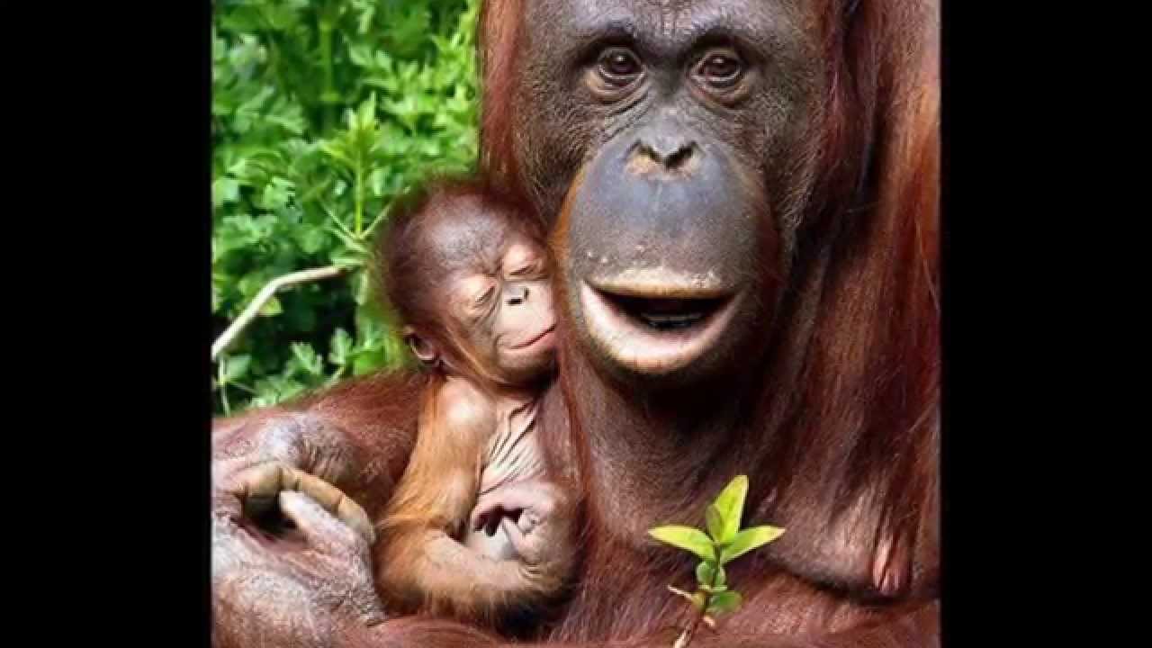 For the Love of Animals - Peace For All - YouTube