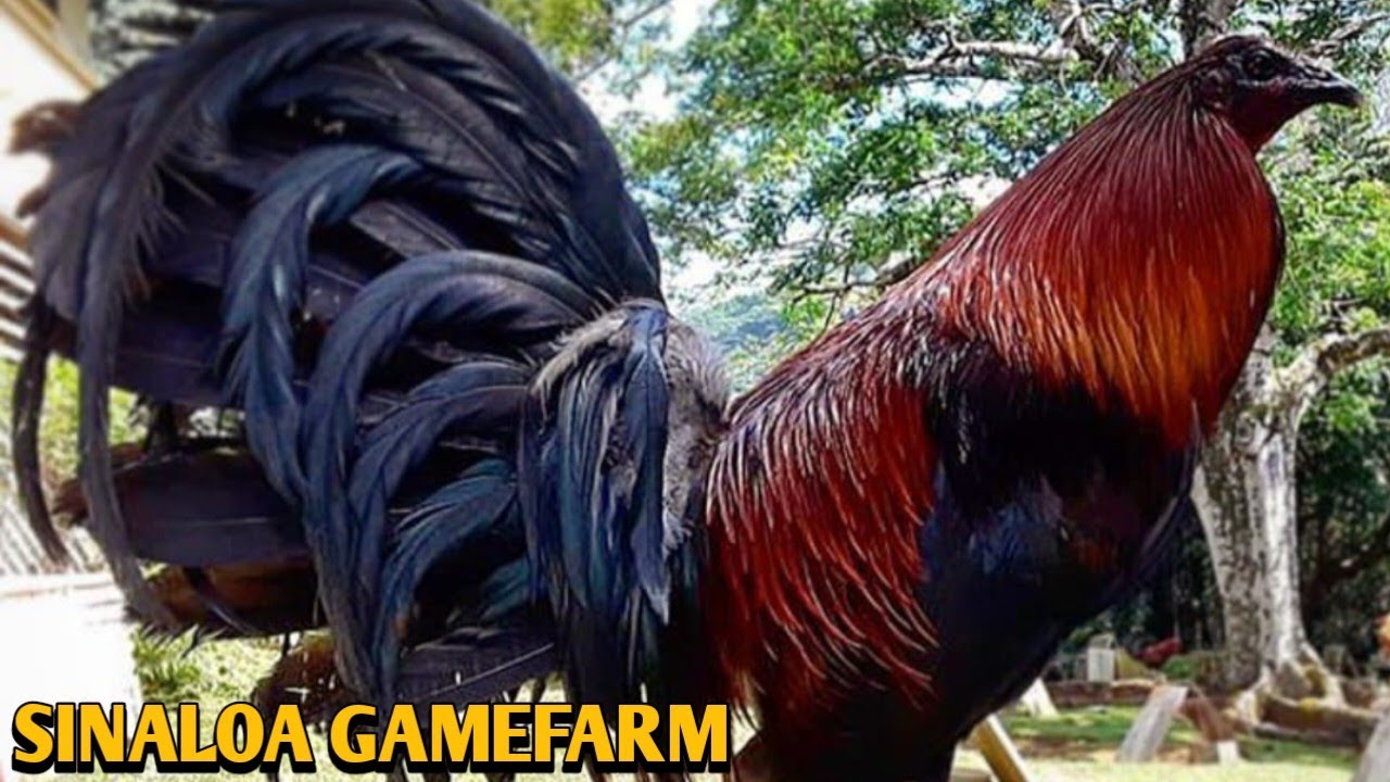 Beautiful Birds - SINALOA FARM - YouTube
