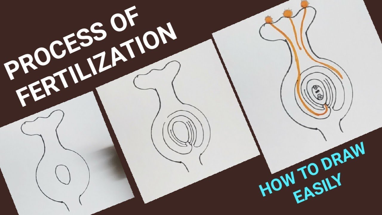 How to draw PROCESS OF FERTILIZATION easily step by step - YouTube