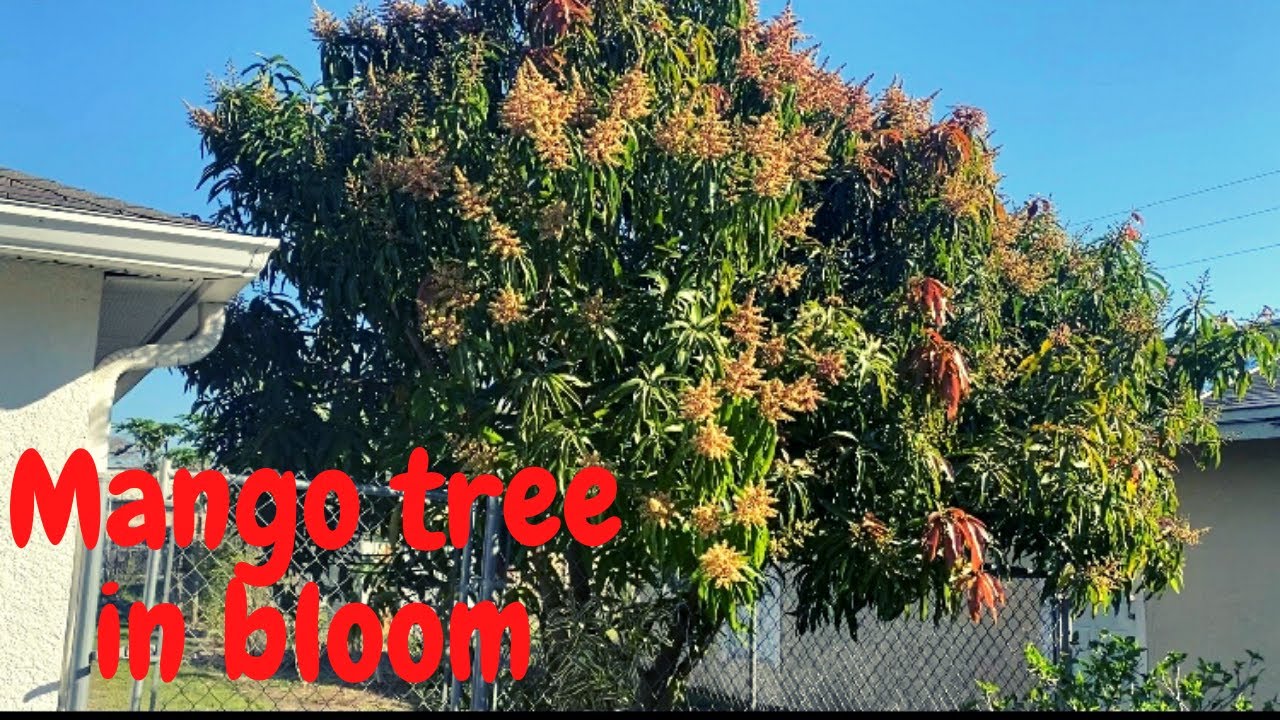 Mango Tree in Bloom in Mom's yard.Guyanese Backyard gardening... - YouTube