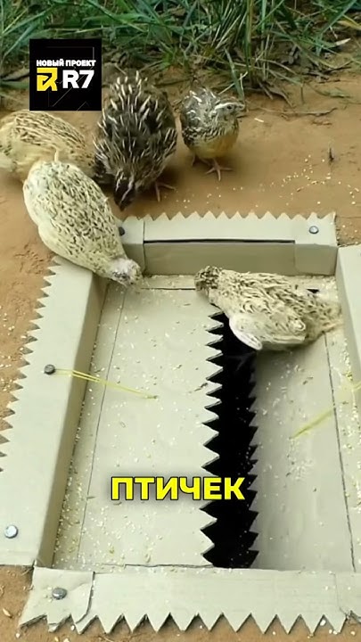 КРУТАЯ ЛОВУШКА ДЛЯ ПТИЦ😱#истории #изобретения #успех - YouTube