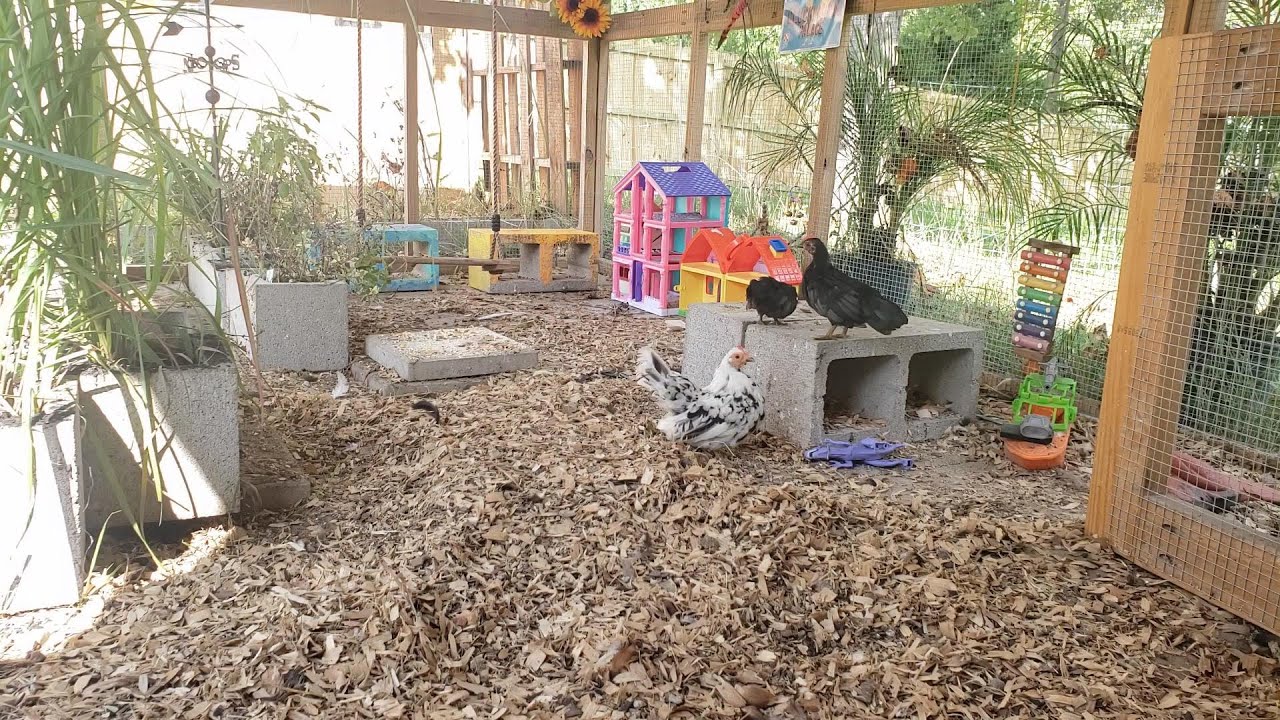 🐣🐤🐔🐓 WORLD'S SMALLEST CHICKENS! Seramas. 🐣🐤🐔🐓 Yummy Bugs. The chicks ...