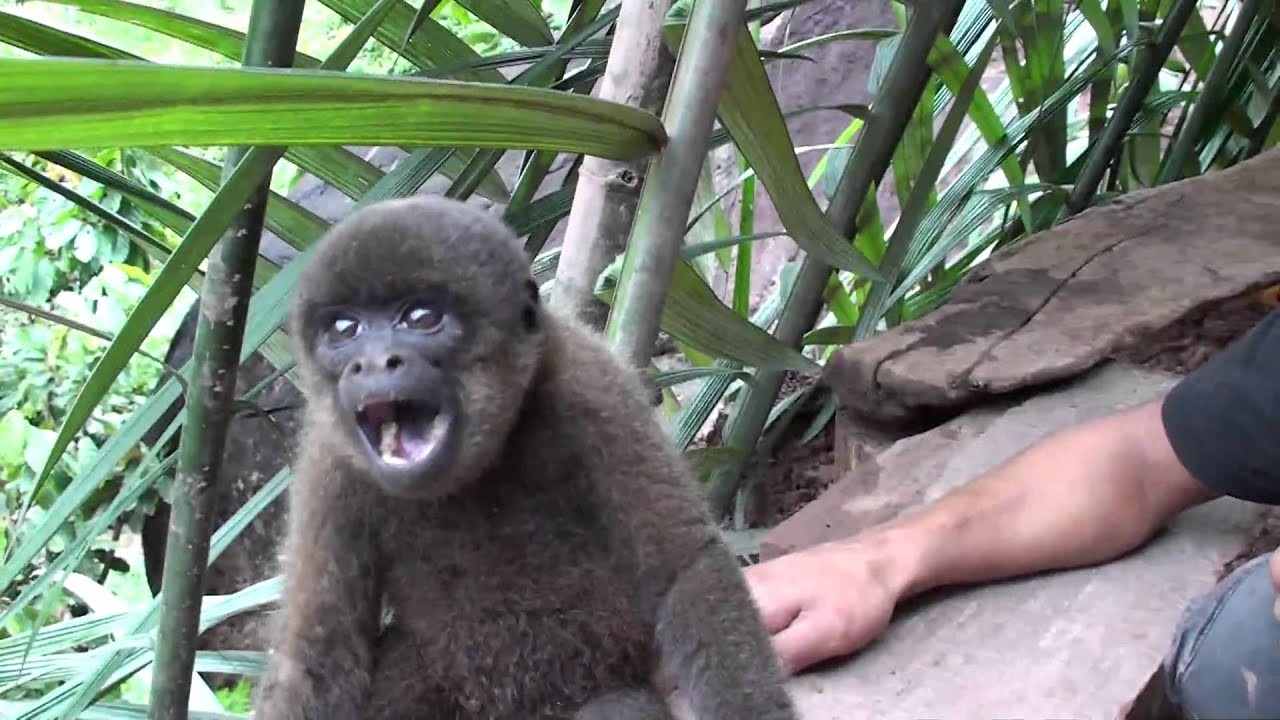 Monkey in Peru By Universal Latin News - YouTube