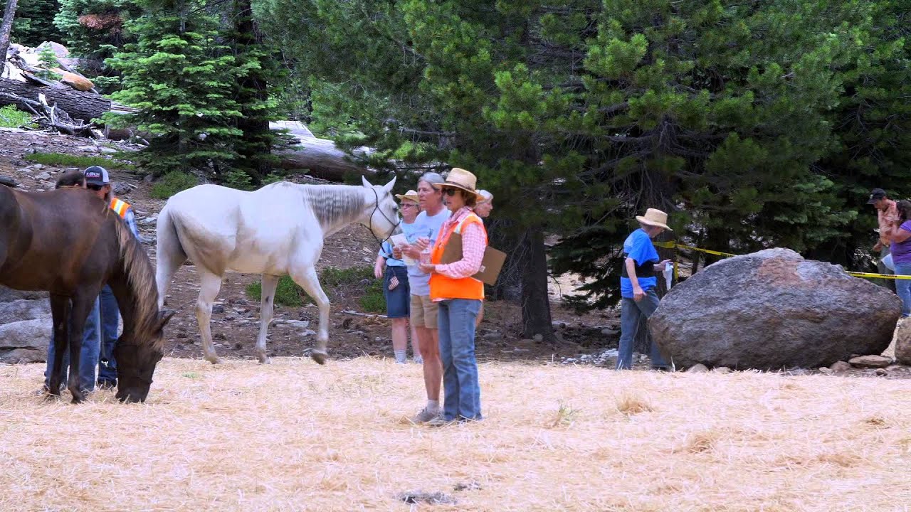 TEVIS CUP 2015 - YouTube