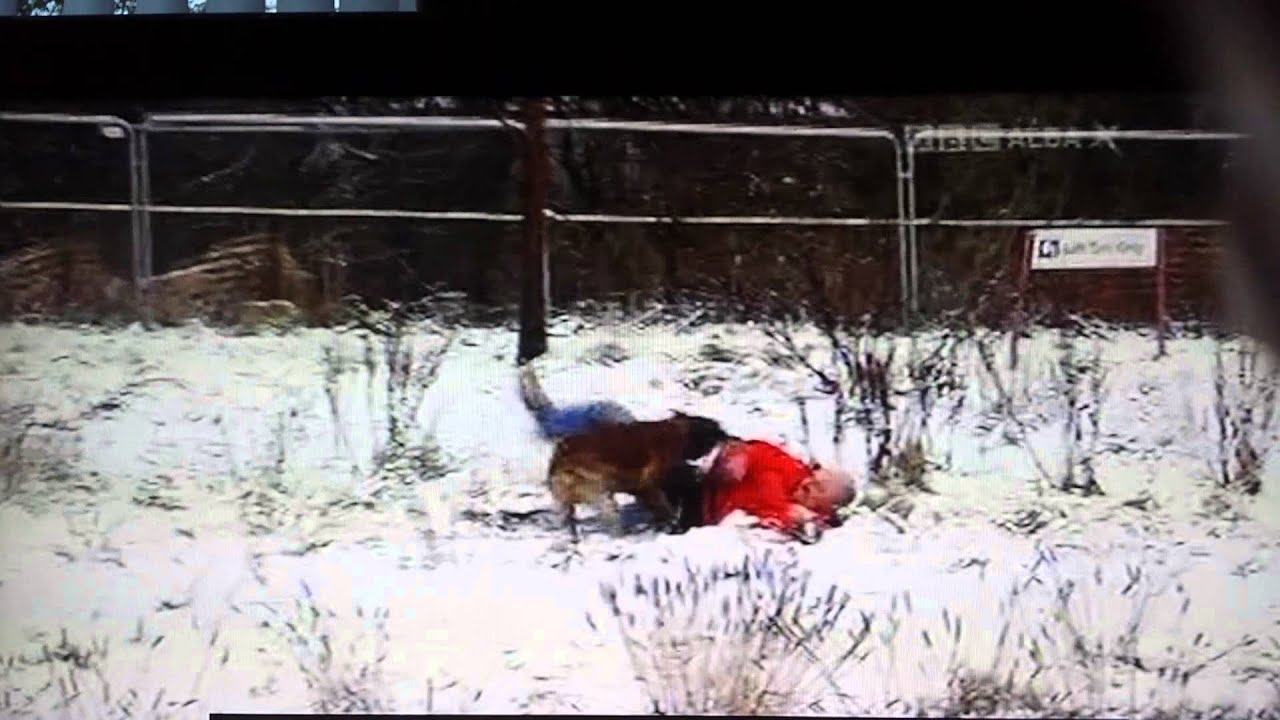 Police dog firearms support - YouTube