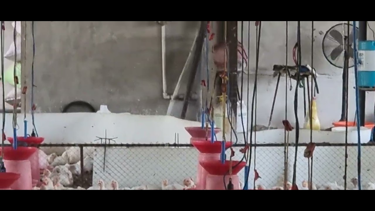 Aerocool Aircirculating Fan 36" Inch (Video Captured from 60 feet ...