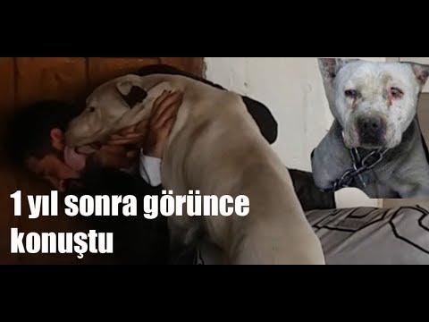 1 YIL SONRA SAHİBİNİ GÖREN KÖPEK (KONUŞTU) GÖRÜNCE AĞLIYACAKSINIZ!!