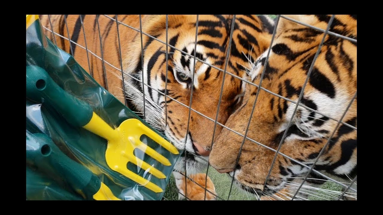 Tigers love checking out new things that I have bought! - YouTube