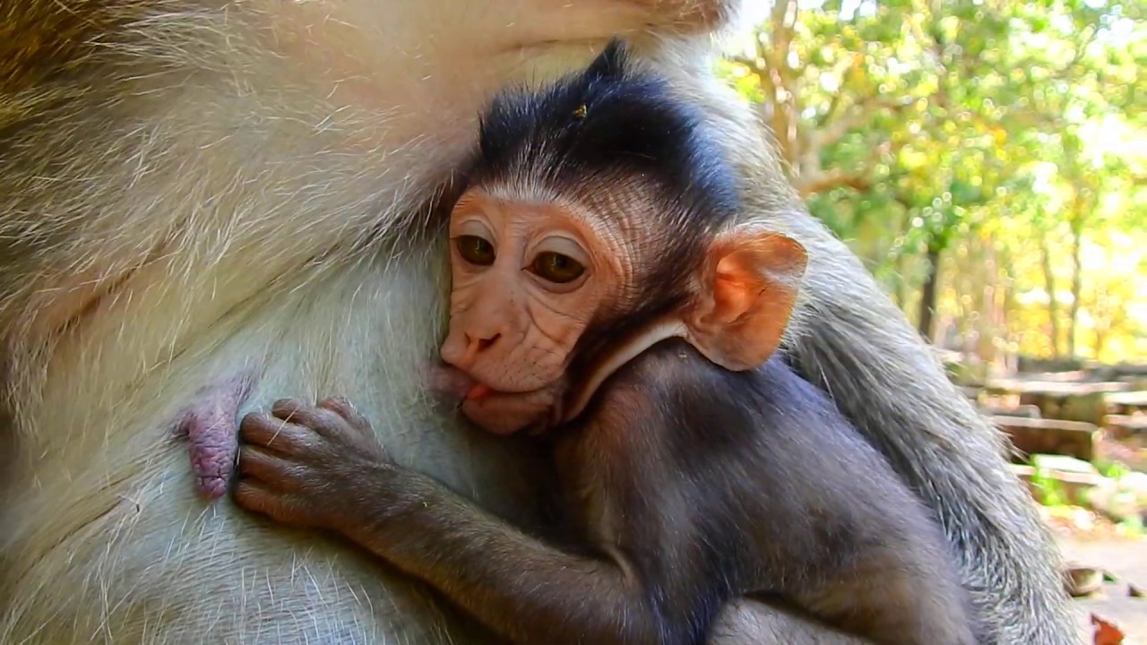 Oooh Good Diasy Feeding Dax! So Lovely Newborn Baby Monkey! - YouTube