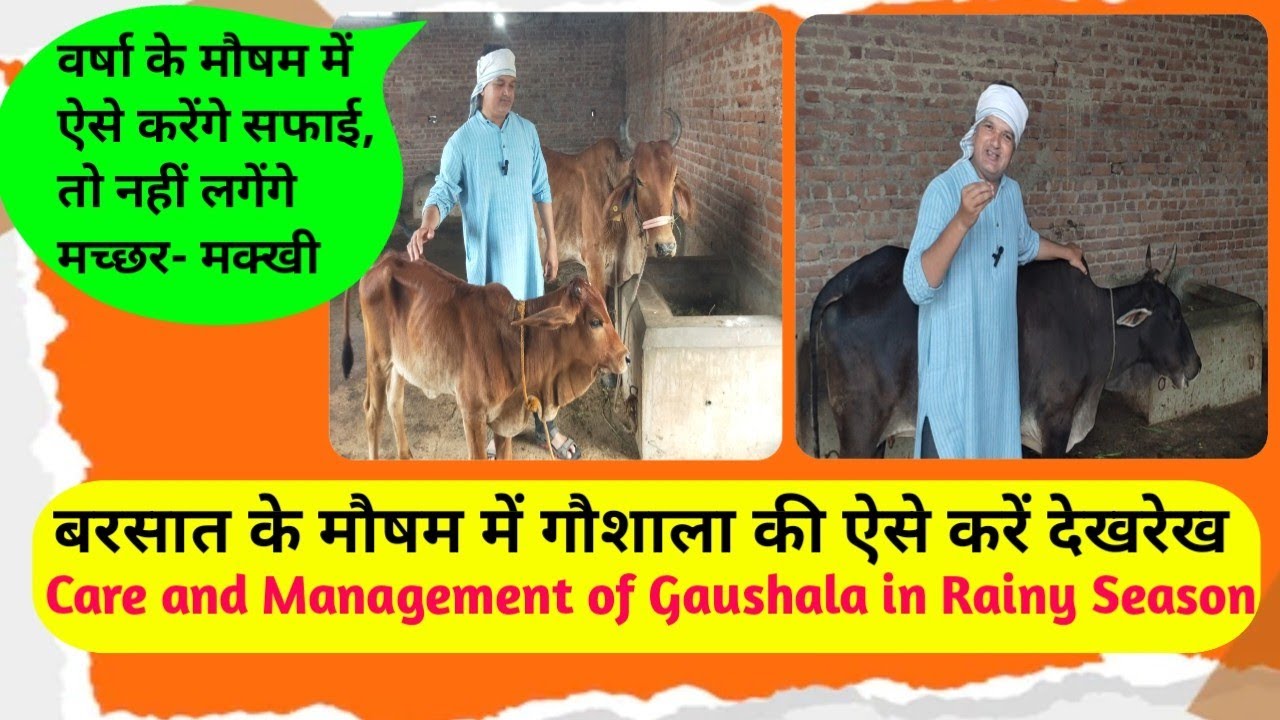 बरसात में गौशाला की सफाई | Care And Management Of Gaushala In Rainy ...