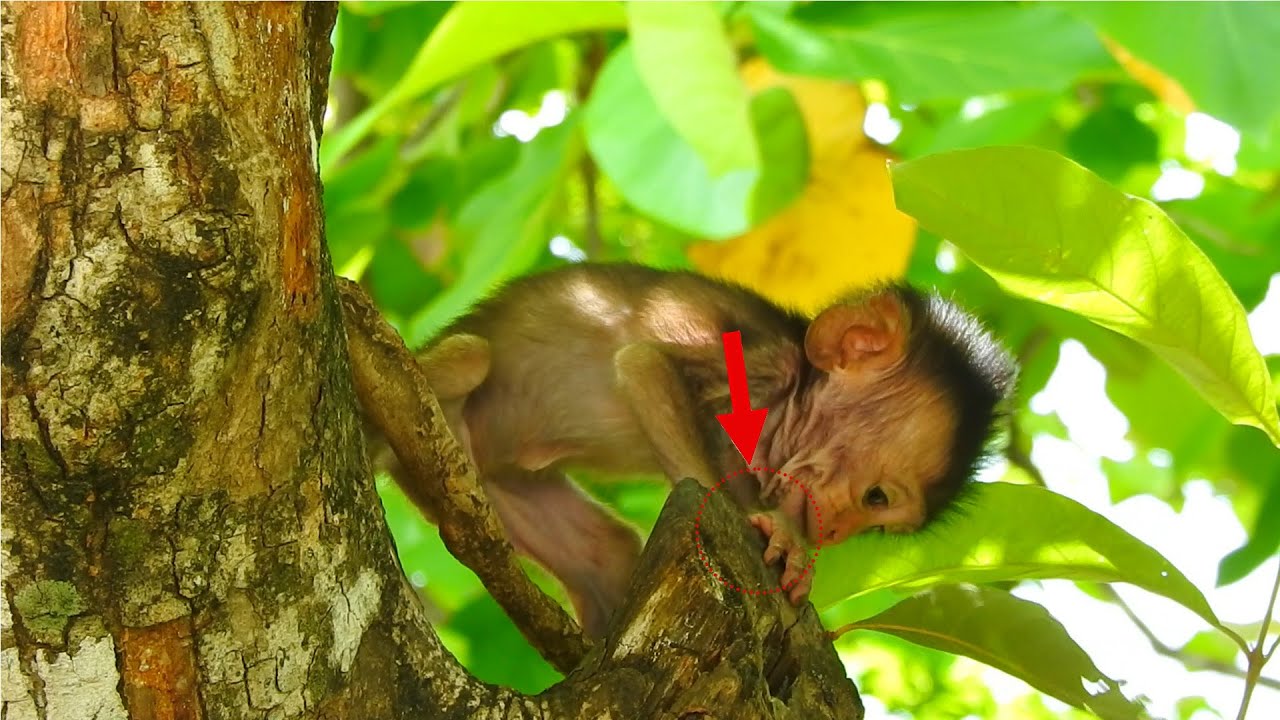 Today it looks like a funny MISHA monkey is c/ro.uc.hi.ng on a tree ...