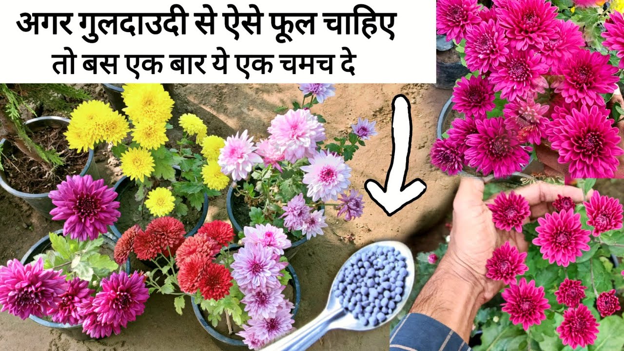 इस खाद से गुलदाउदी फूलो से भर जाएगी , एक पौधे पर आयेगे 50+ फूल ।। Chrysanthemum Plant Care Tips ...