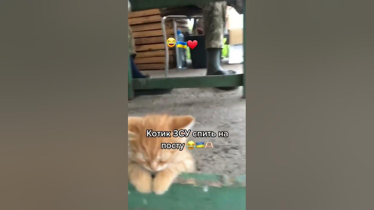 котик ЗСУ Youtube