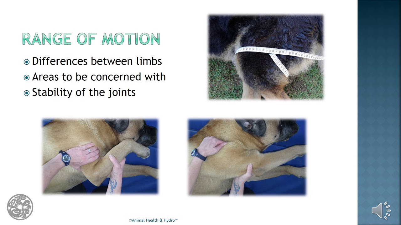 Fitness Assessment For Dogs - YouTube