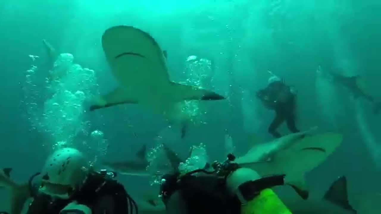 Scuba Diving with Sharks in The Bahamas - YouTube