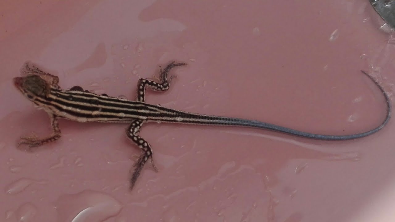 lizard in basin||Pakistani lizard in home||hand wash basin چھپکلی کا ...