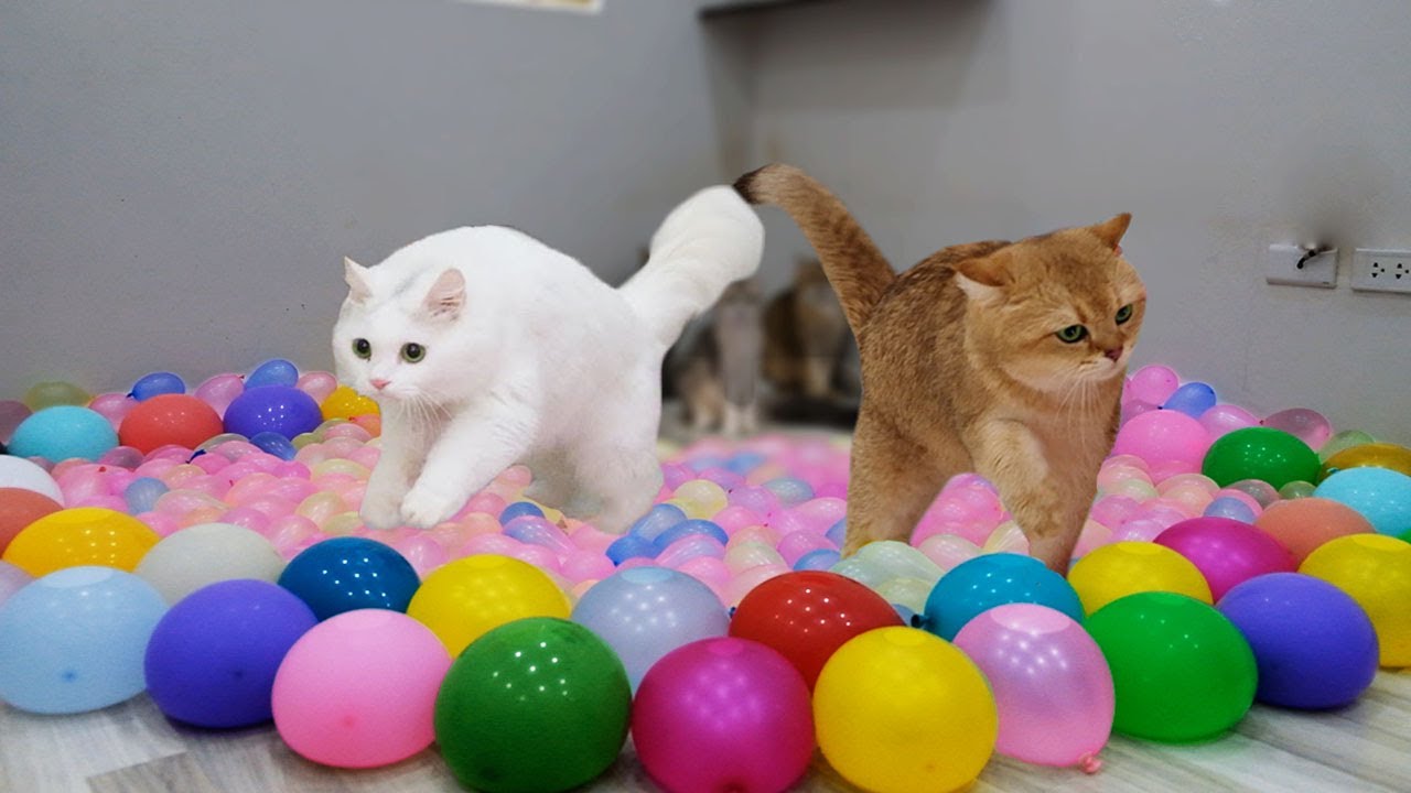 Cats vs 500 Water Balloons | Test Cats IQ 😂 - YouTube