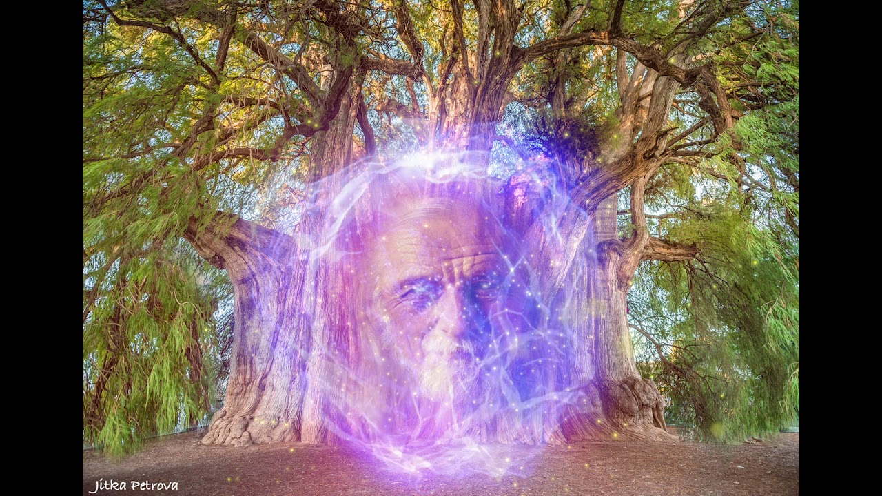 Baum Spirit -Tree spirit - YouTube