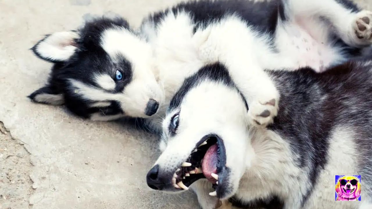 Funny Husky Videos Compilation - Cute And Funniest Dogs | Furry Folliez ...