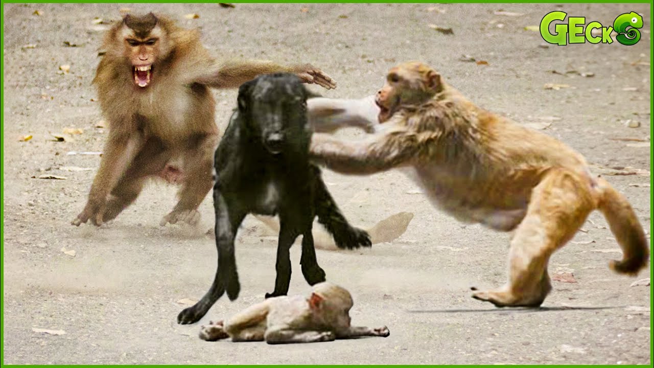 35 Tragic Battles When Monkeys Rush Into Dog's Territory to Attack ...