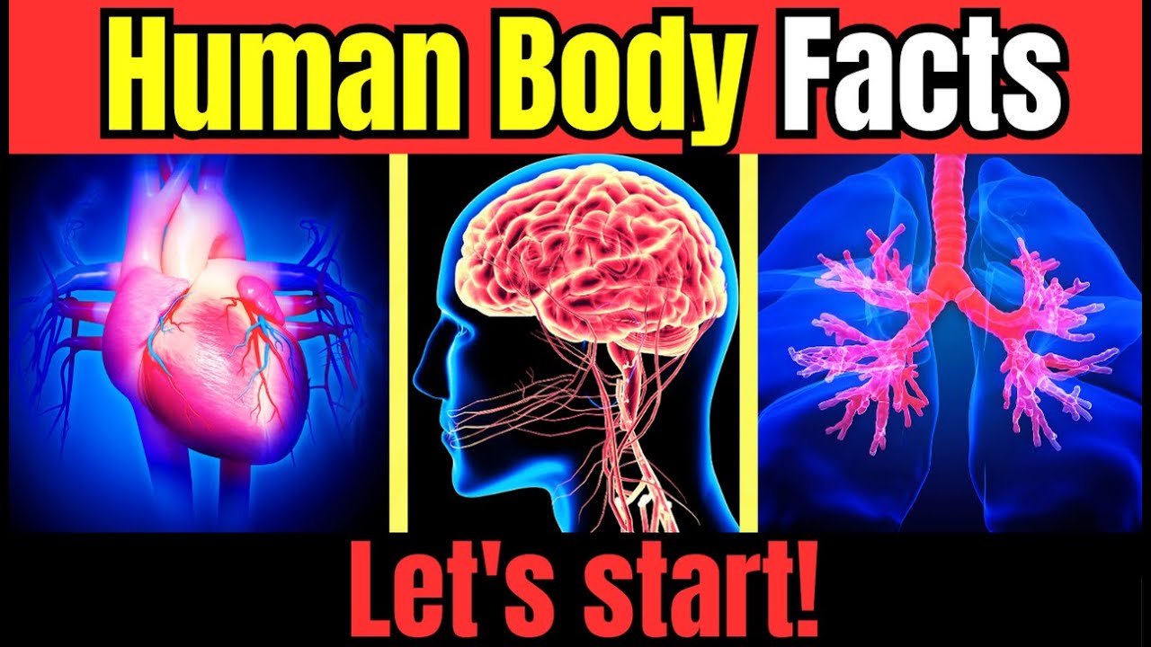 Human Body Facts You Didn't Know! / Interesting Anatomy Facts - YouTube
