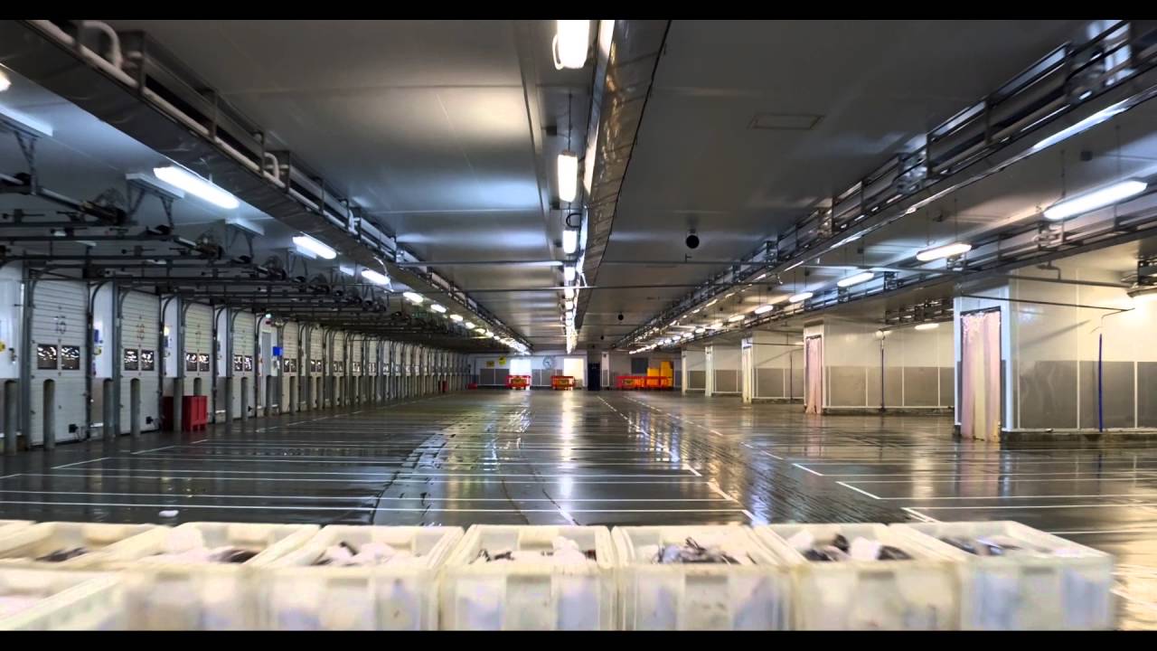Peterhead Fish Market - YouTube