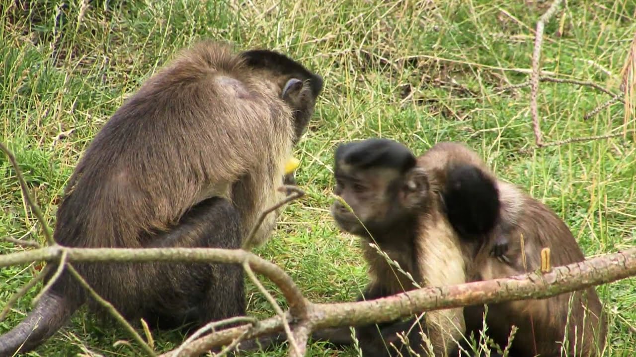 Capuchin Monkey Communication - YouTube