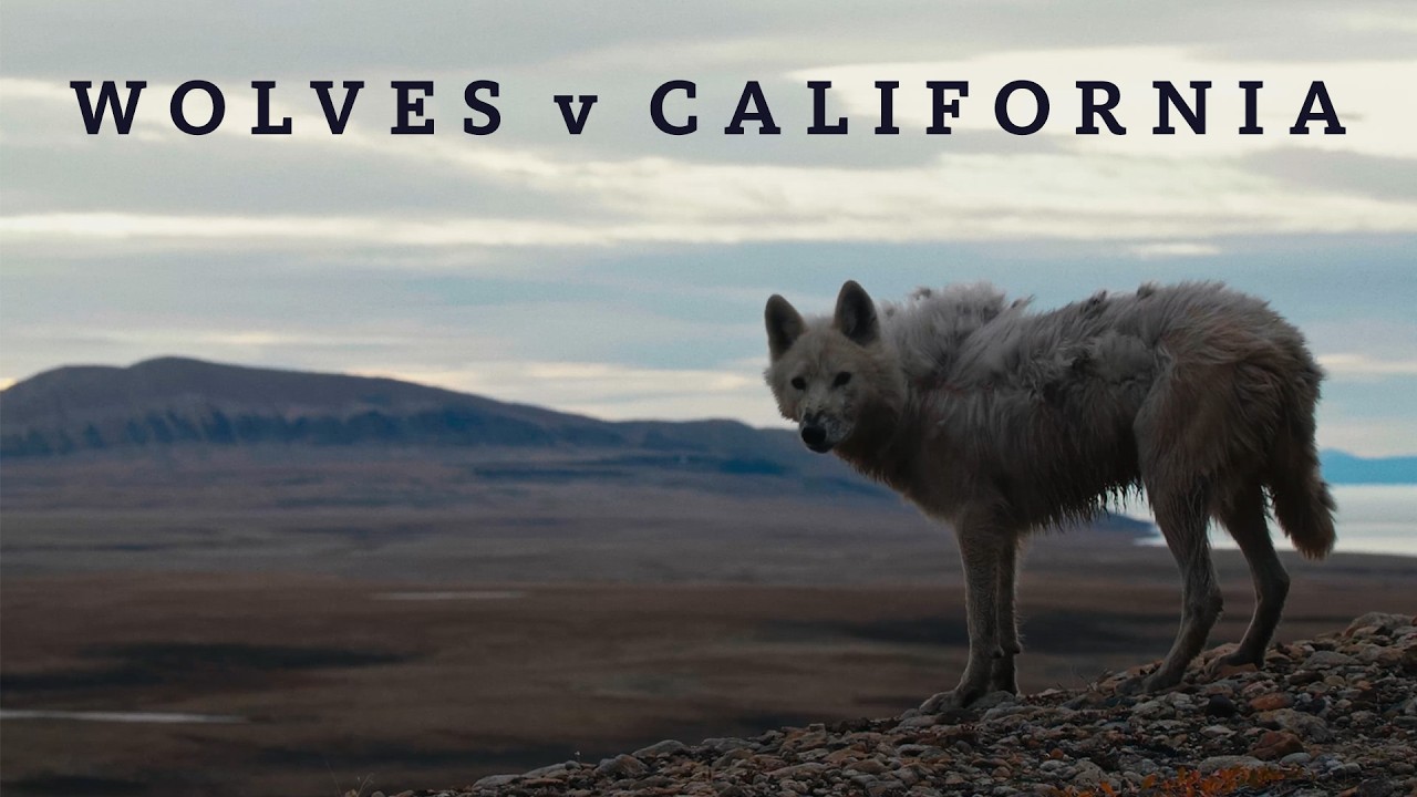 “Wolves v California” Documentary 2025 | NHM and National Geographic ...