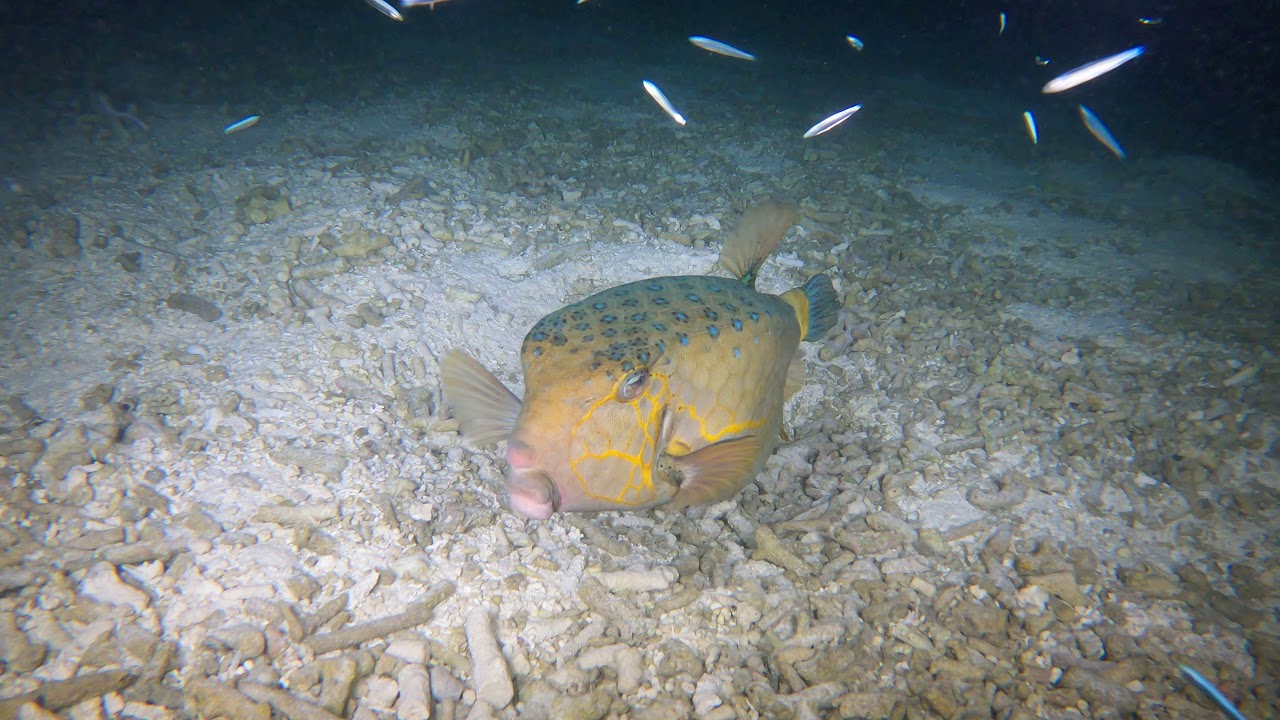 yellow box fish 2 - YouTube