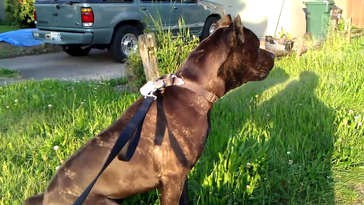 Lucifer Cane Corso Attacks My Neighbor's Cat! - YouTube