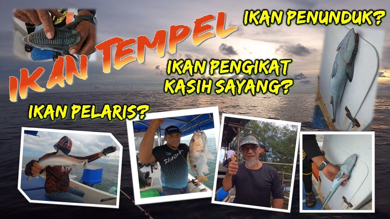 #53 - MISI IKAN TEMPEL (SI IKAN MISTIK) | AKASO BRAVE 7 LE - YouTube