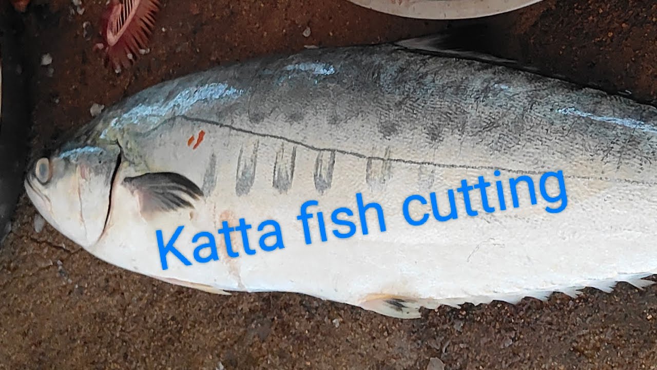 #katta fish🐠🐋🐟 Cutting - YouTube