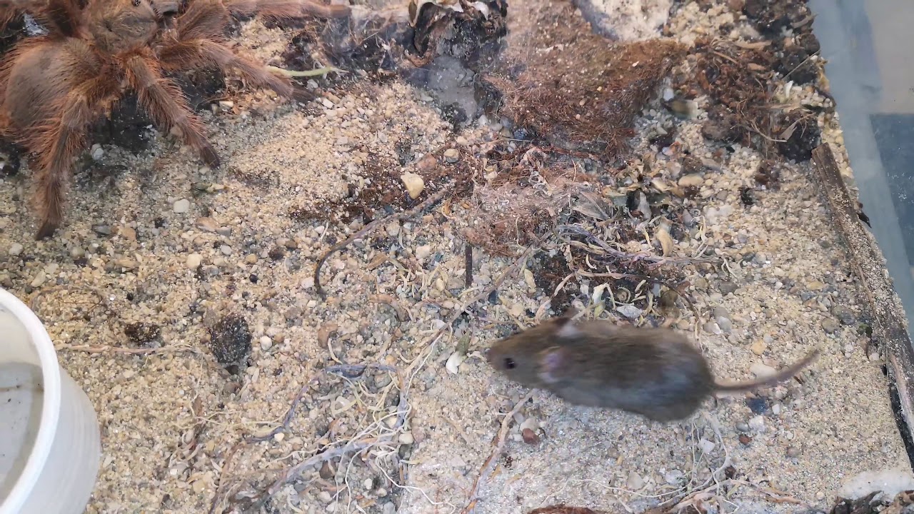 Tarantula vs mouse - YouTube
