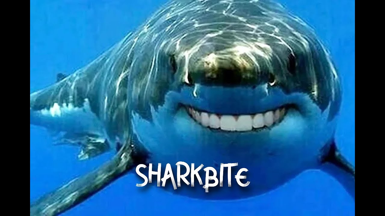 Juking Out Sharks in Roblox: Sharkbite (Ft. ThatOneGuy, Golden Jade ...