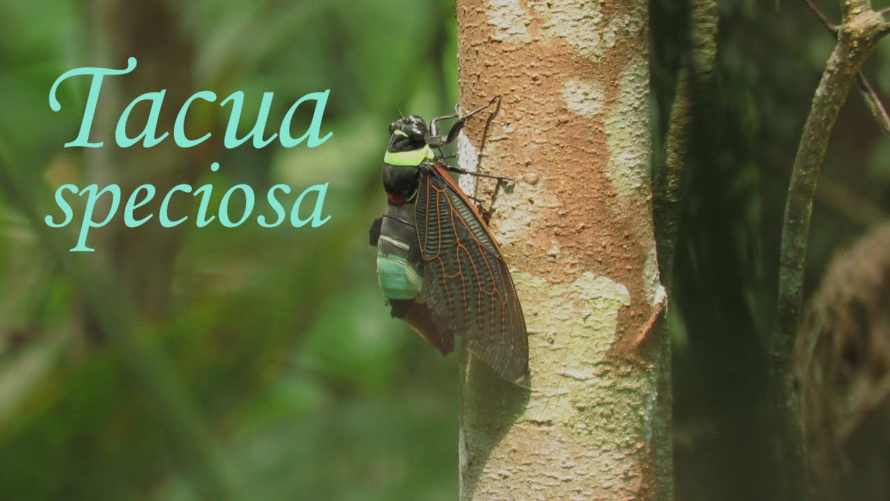 Tacua speciosa (24Apr2016c) - YouTube