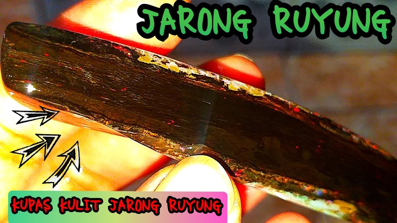 KUPAS KULIT JARONG RUYUNG KALIMAYA SEMPUR - YouTube