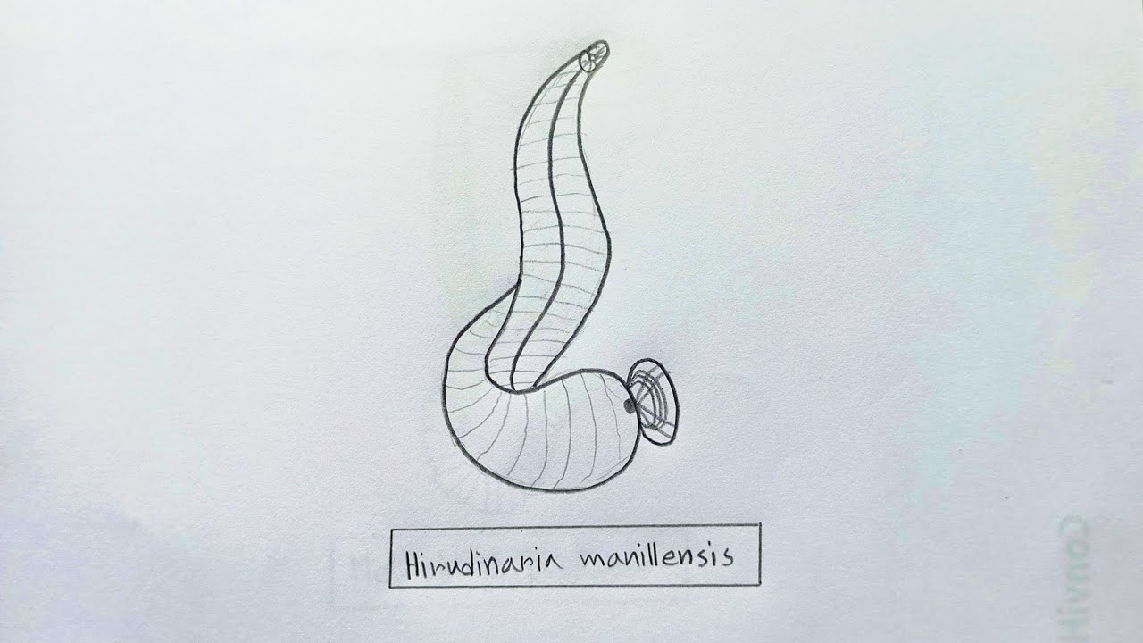How to draw a Worm 🐛 | Hirudinaria manillensis | HSC Zoology Practical ...