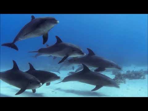 Modern Talking - Atlantis Is Calling Instrumental Maximum Mix (minus)
