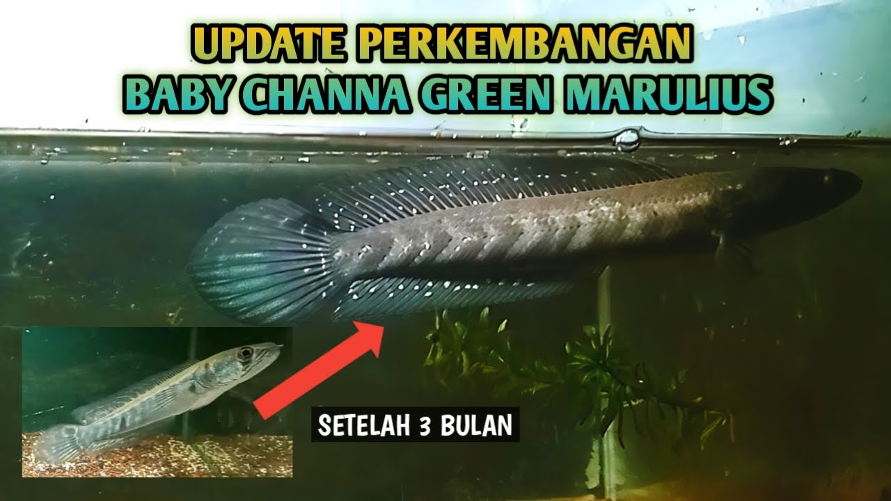 Update Perkembangan Baby Channa Green Marulius Setelah 3 Bulan - YouTube
