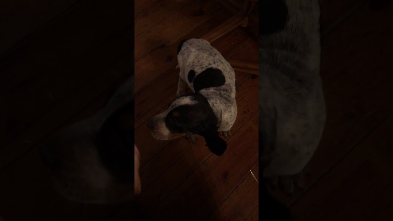 Treeing Walker Coonhound/Bluetick Coonhound Cross - YouTube